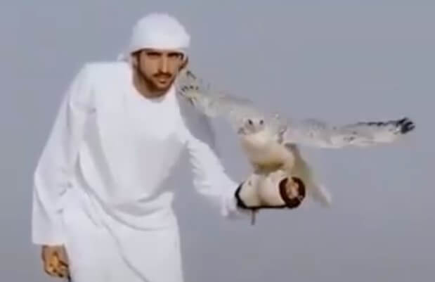 El halcón, símbolo de Emiratos - Vivir en Dubai