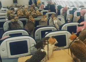 El halcón, símbolo de Emiratos - Vivir en Dubai