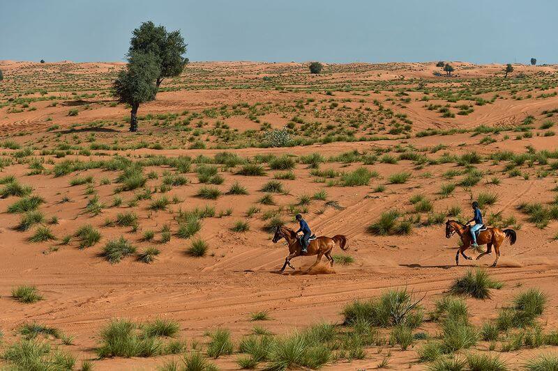 El desierto en Emiratos más verde que nunca. Oryx y gacelas pasean ...